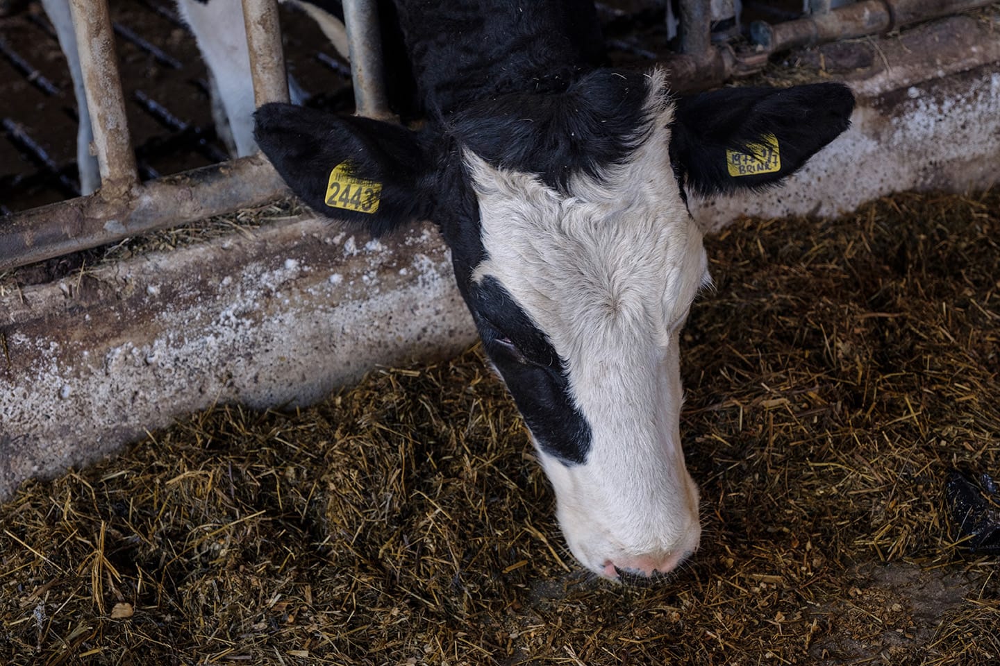 Toevoegmiddel graskuil maiskuil | Inkuilmiddel gras mais | Silo-King