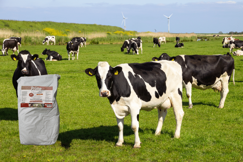 Voorkom Hittestress gebruik PrimeHumic met kalk - Micro Nutritions